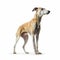 Greyhound Full Body Facing Forward Clear White Background,generated ...