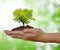 Growing tree in hand stock image. Image of life, grow - 23073291