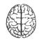 Human Brain Top View Stock Illustrations – 699 Human Brain Top View ...