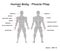Male Human Muscle Map Stock Illustrations – 82 Male Human Muscle Map ...