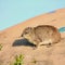 Hyrax Rodent Spotted in the Wild Stock Image - Image of rodent ...