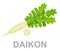 Icon Daikon Whole and Section Stock Vector - Illustration of daikin ...