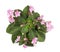 Indoor Spring Pink Violets Flowers Bush Isolated Stock Photo - Image of ...