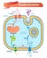 Insulin Secretion Vector Illustration. Biological Pancreas Function ...