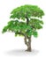 Isolated Champa tree stock photo. Image of ecological - 25460724