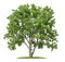 Isolated lime tree stock image. Image of grass, broadleaf - 31968681