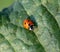 Ladybug on a Green Potato Leaf. Stock Photo - Image of coleoptera ...