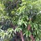 Mango tree without fruit stock image. Image of tree - 277088941
