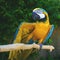 Max the Parrot - Showing Off! Stock Image - Image of bird, beak: 18855