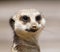 Meerkat smiling stock image. Image of market, suricatta - 22402933