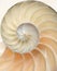 Nautilus Shell Macro Close-up Stock Photo - Image of cephalopods, close ...