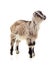 One little goat stock image. Image of vertebrate, cute - 279714581