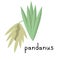 Pandanus isolated icon stock vector. Illustration of summer - 204802977