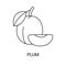 Plum Line Icon in Vector, Fruit Illustration. Stock Illustration ...
