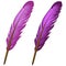 Pluma violeta ilustración del vector. Ilustración de contrato - 15923097