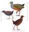 Cute Bird Wood Rail Crake Set Cartoon Vector Stock Vector ...
