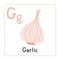 Garlic Clipart. Garlic Vector Illustration Cartoon Flat Style ...