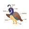 Quail Vocabulary Part of Body.vector Stock Vector - Illustration of ...