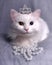Queen Kitty stock image. Image of studio, kitten, parliment - 311389