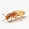 Realistic 3d Rendering of Termite on Transparent Background Stock ...