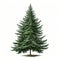 Realistic Renderings of a Spruce on a White Background Stock ...
