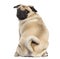Rear View of a Pug Isolated on White Stock Photo - Image of animal ...