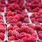 Red Raspberries in Boxes at Local Farm Market Stock Photo - Image of ...
