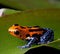 Red Striped Poison Dart Frog Blue Legs Stock Photo - Image of dots ...