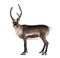 Reindeer, Side View, Looking at the Camera Stock Photo - Image of young ...