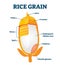 Rice Grain Vector Illustration. Labeled Educational Structure ...