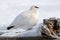 3,379 Ptarmigan Ringing Stock Photos - Free & Royalty-Free Stock Photos ...