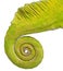 Rolled Up Tail of a Four-horned Chameleon Stock Image - Image of ...