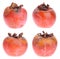 Rotten persimmons stock photo. Image of decomposed, kaki - 17734744