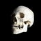 Scull stock photo. Image of object, body, education, bone - 12756404