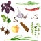 Set of Green Stuff, Spices and Vegetables Stock Vector - Illustration ...