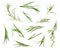 Set with Green Tarragon Isolated on White Stock Photo - Image of ...