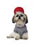 Shih Tzu all dressed up stock image. Image of chinese - 4861253