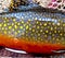 A Spawning Brook Trout Colors Stock Image - Image of brookie, fish ...