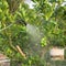 Spraying Insecticide on Lime Garden Stock Photo - Image of pesticide ...