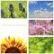 Spring collage stock photo. Image of macro, nature, garden - 18991048