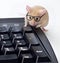 Technical Support Computer Mouse Programmer Stock Photo - Image of ...
