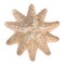 Ten-point Beige Starfish on White Stock Photo - Image of animal, object ...
