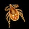 Tick microscope stock image. Image of tick, black, brown - 15516169