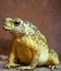 Toad stock image. Image of amphibious, mating, season - 50284061