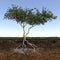 Tree with Strong and Deep Roots, 3d Render Stock Illustration ...