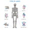 Types of Human Body Joints, Ball, Hinge, Pivot, Gliding, and Saddle ...