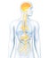 Vagus Nerve Stock Illustrations – 245 Vagus Nerve Stock Illustrations ...