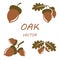 Vector flat oak icons set stock illustration. Illustration of season ...
