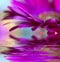 Violet daisy-gerbera stock photo. Image of blooming, blooms - 8406962