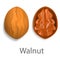 Walnut Mockup, Realistic Style Stock Vector - Illustration of kitchen ...